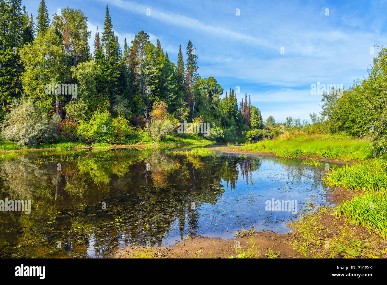 La taiga siberiana Foto stock - Alamy