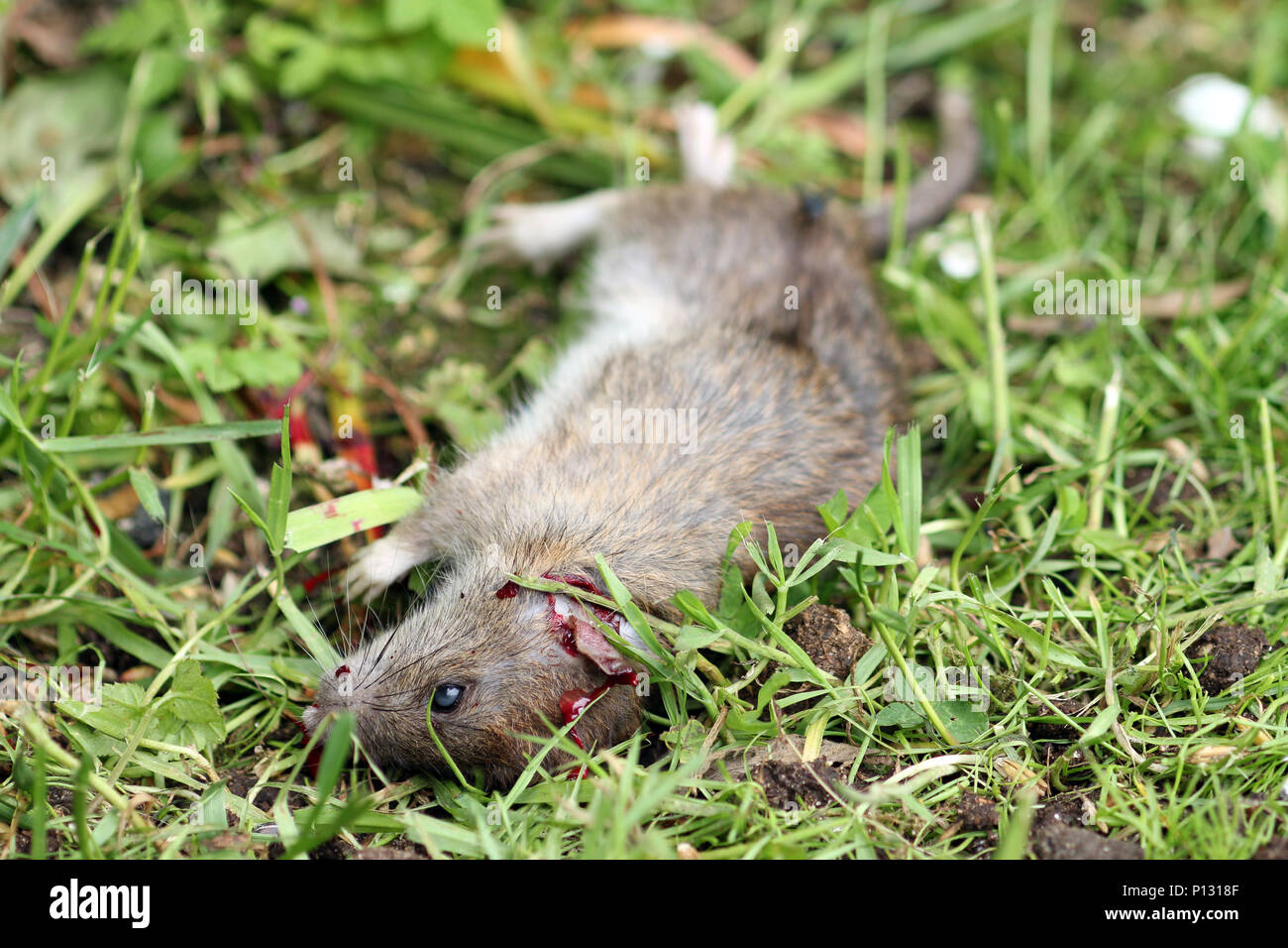 Morto ucciso immagini e fotografie stock ad alta risoluzione - Alamy