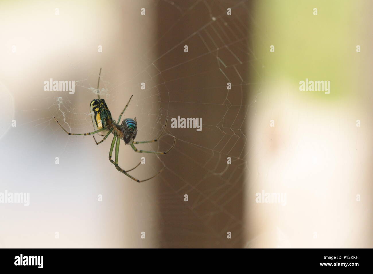 Ragnatela acchiappamosche immagini e fotografie stock ad alta ...