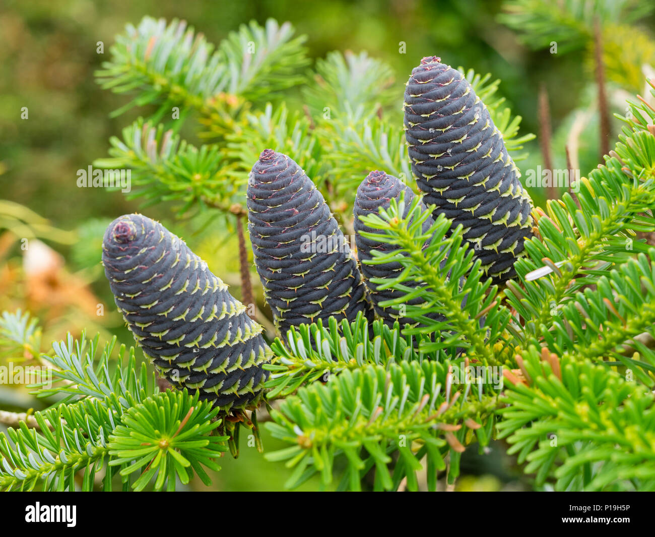 Coni di conifere immagini e fotografie stock ad alta risoluzione - Alamy