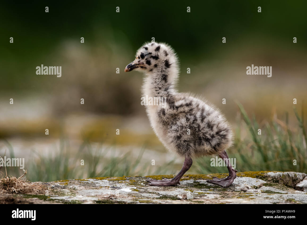 Giovani pulcino di gabbiano close up Foto stock - Alamy