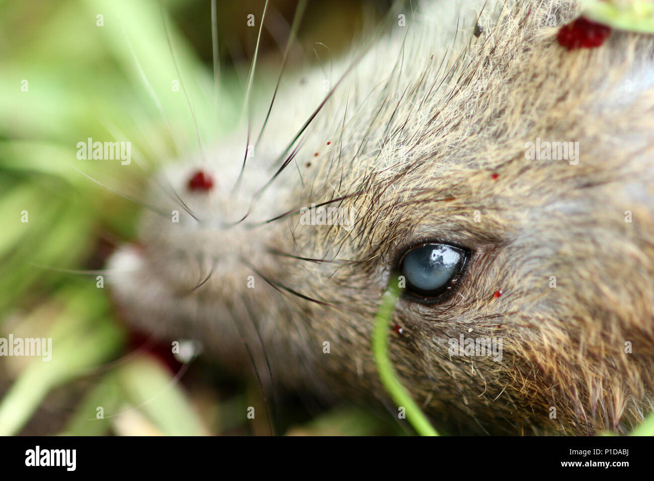 Morto ucciso immagini e fotografie stock ad alta risoluzione - Alamy