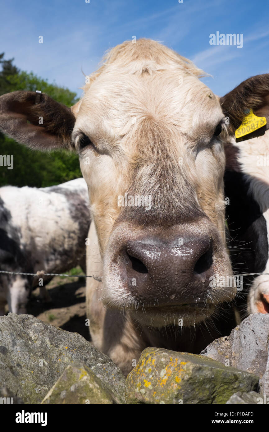 Mucca bovina immagini e fotografie stock ad alta risoluzione - Alamy