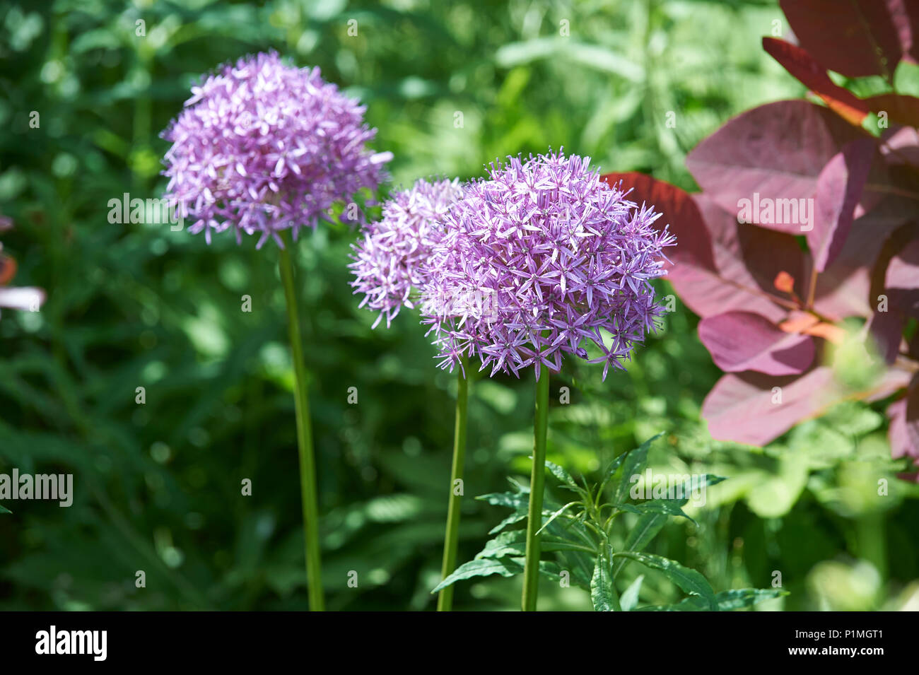 Allium stipitatum mount everest immagini e fotografie stock ad alta ...
