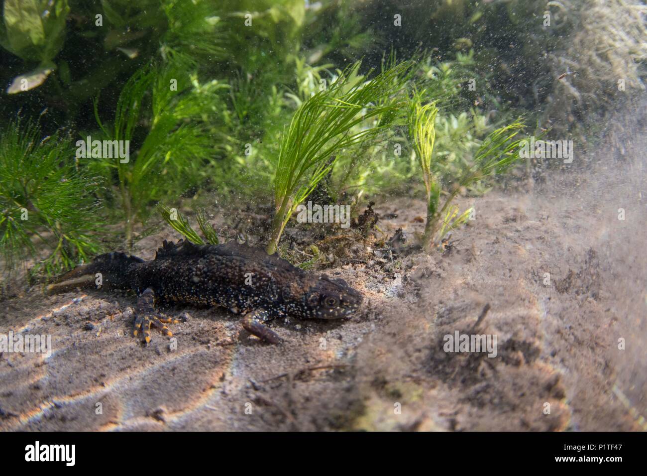 Grande tritone triturus cristatus adulto immagini e fotografie stock ad ...