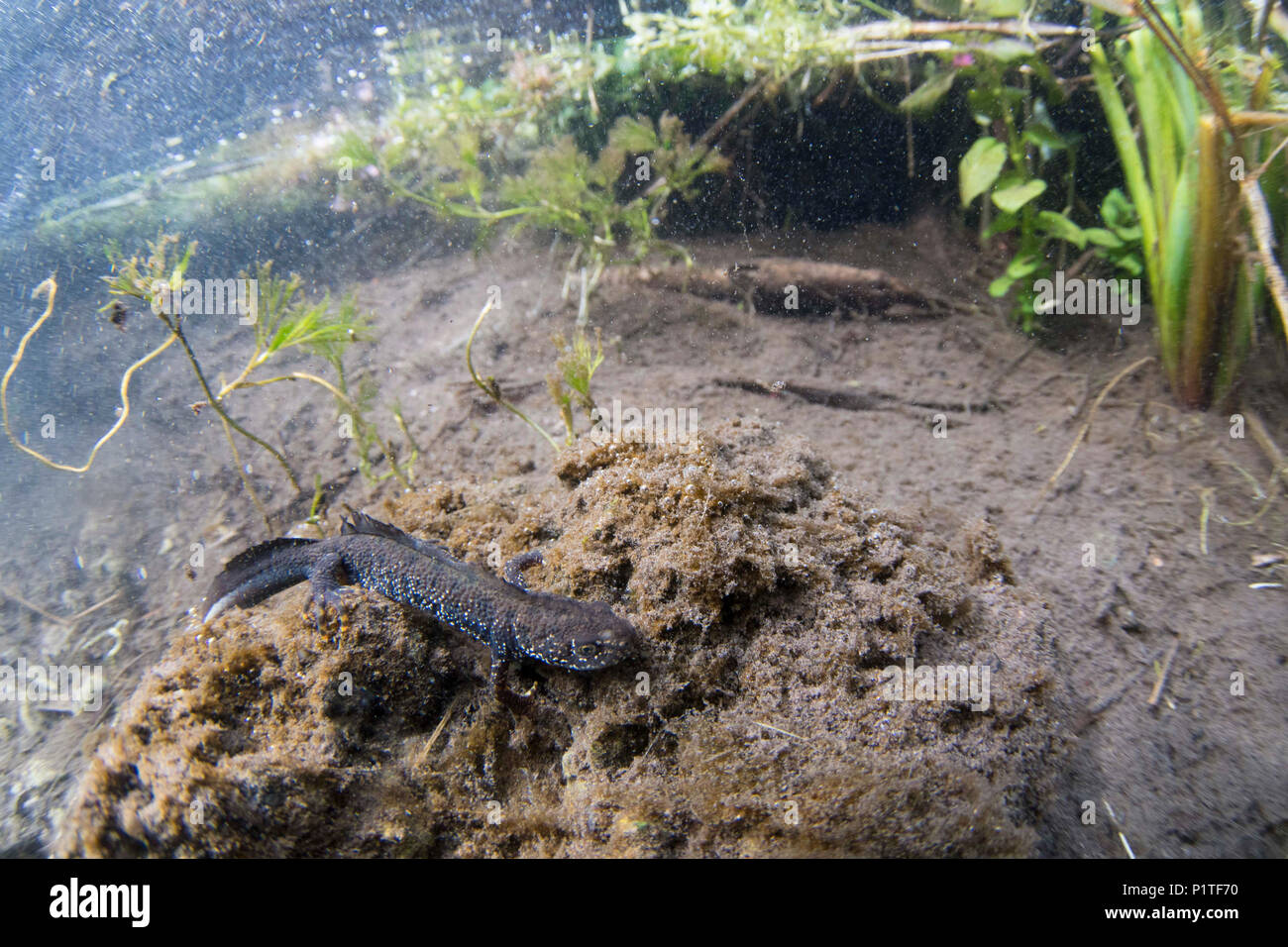 Grande tritone triturus cristatus adulto immagini e fotografie stock ad ...