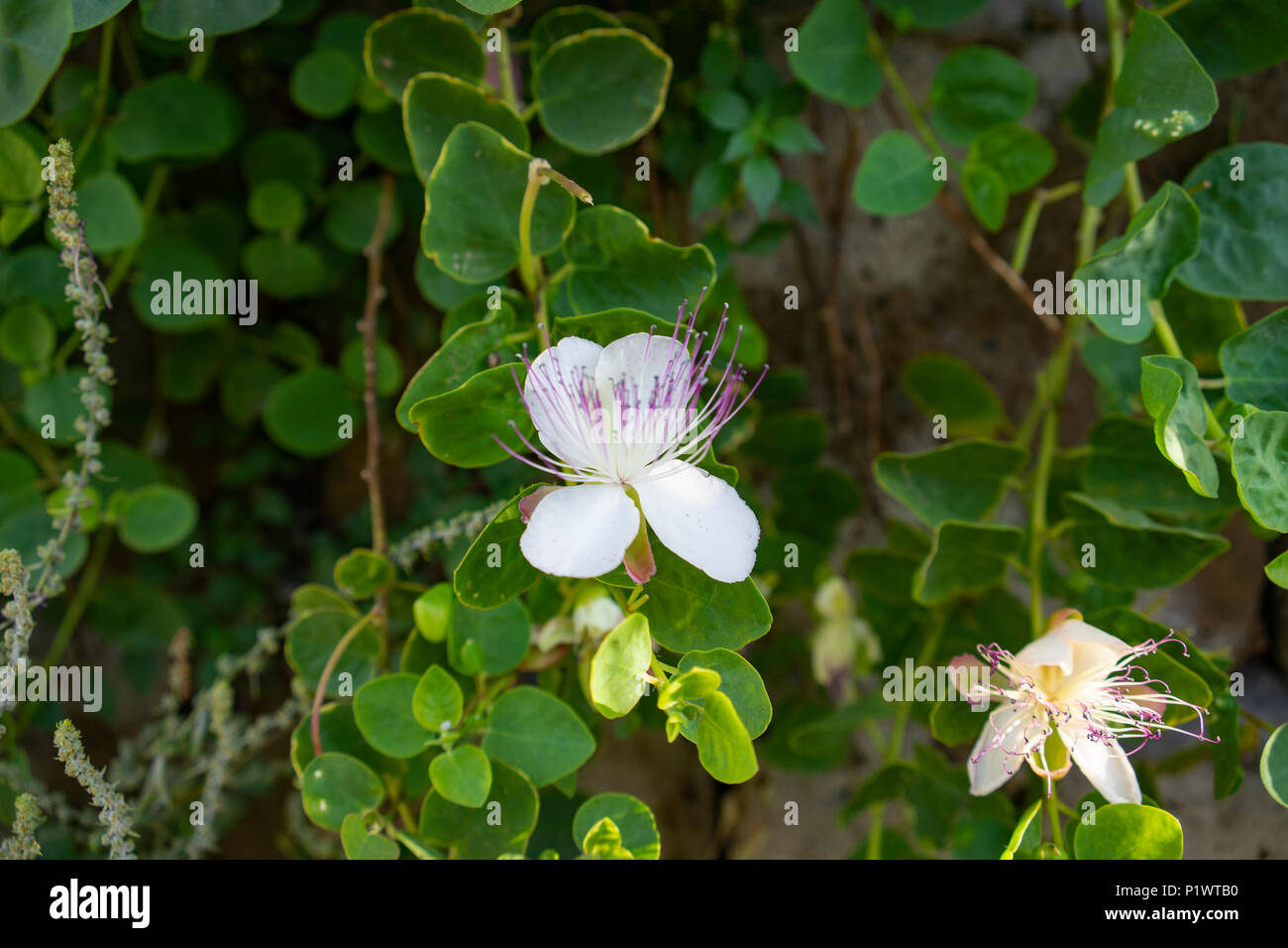 Fiore di cappero immagini e fotografie stock ad alta risoluzione - Alamy