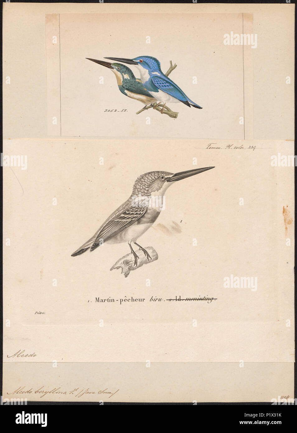 Alcedo beryllina immagini e fotografie stock ad alta risoluzione - Alamy