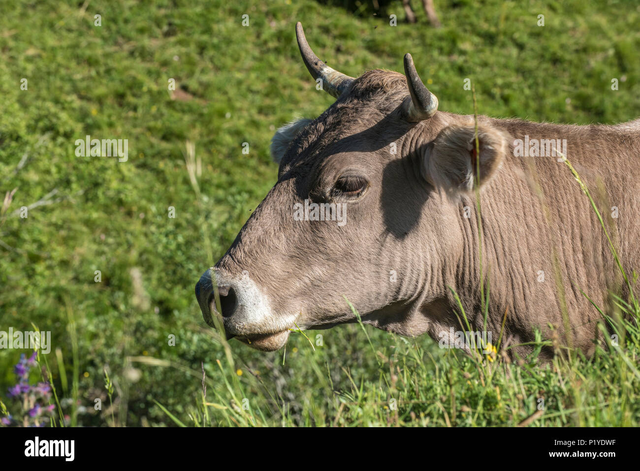 Anatomia mucca immagini e fotografie stock ad alta risoluzione - Alamy