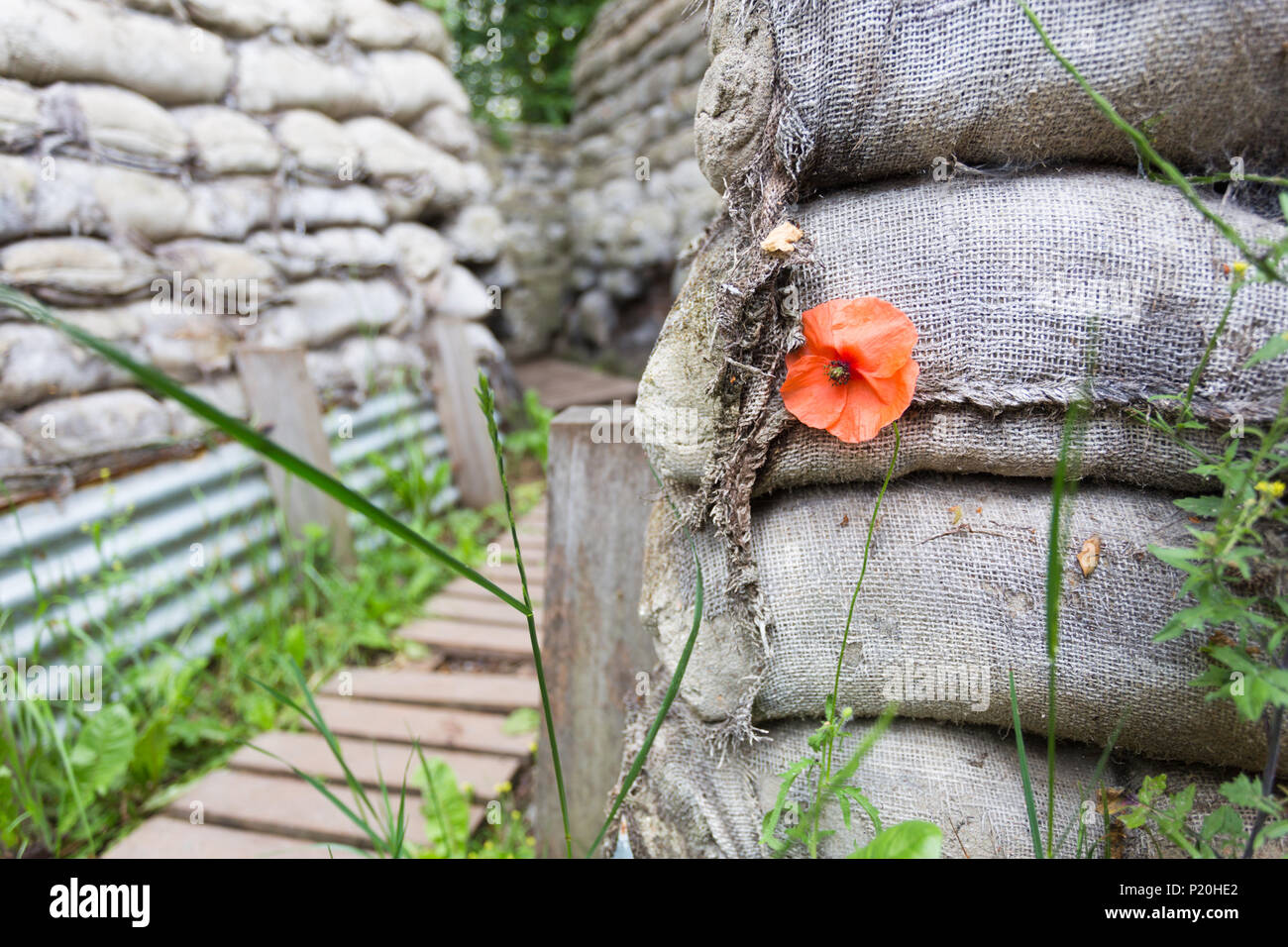 Trincea ww1 conservata immagini e fotografie stock ad alta risoluzione ...