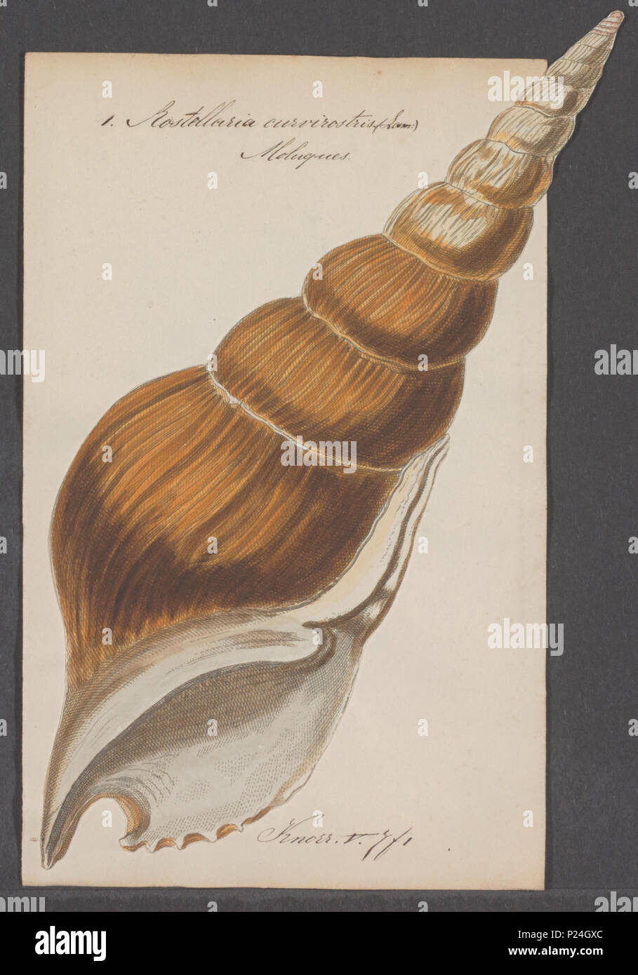 Tibia insulaechorab immagini e fotografie stock ad alta risoluzione - Alamy