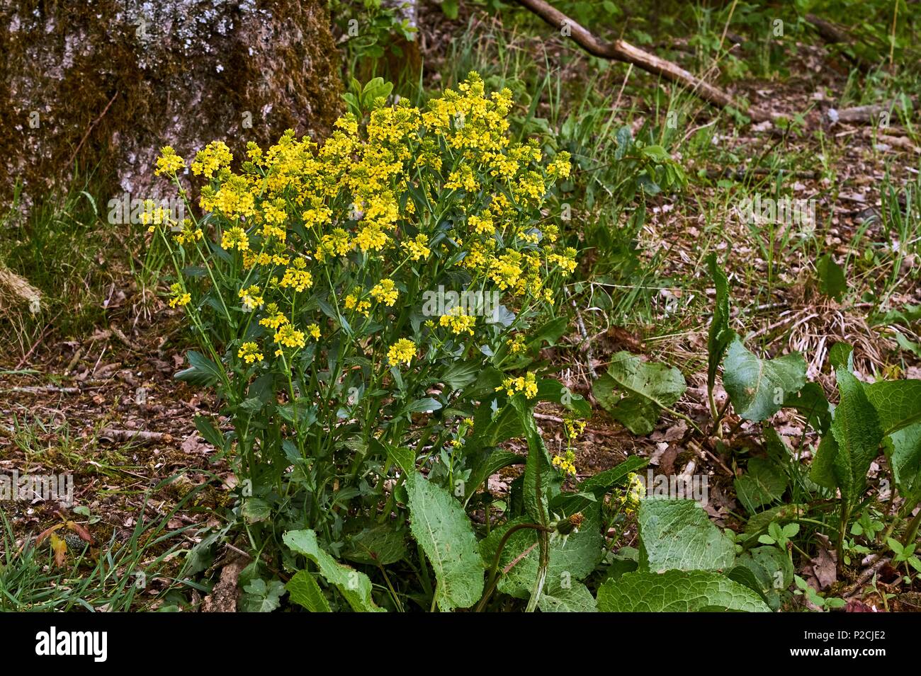 Giallo pianta medicinale vero iperico. Hypericum perforatum Foto stock ...
