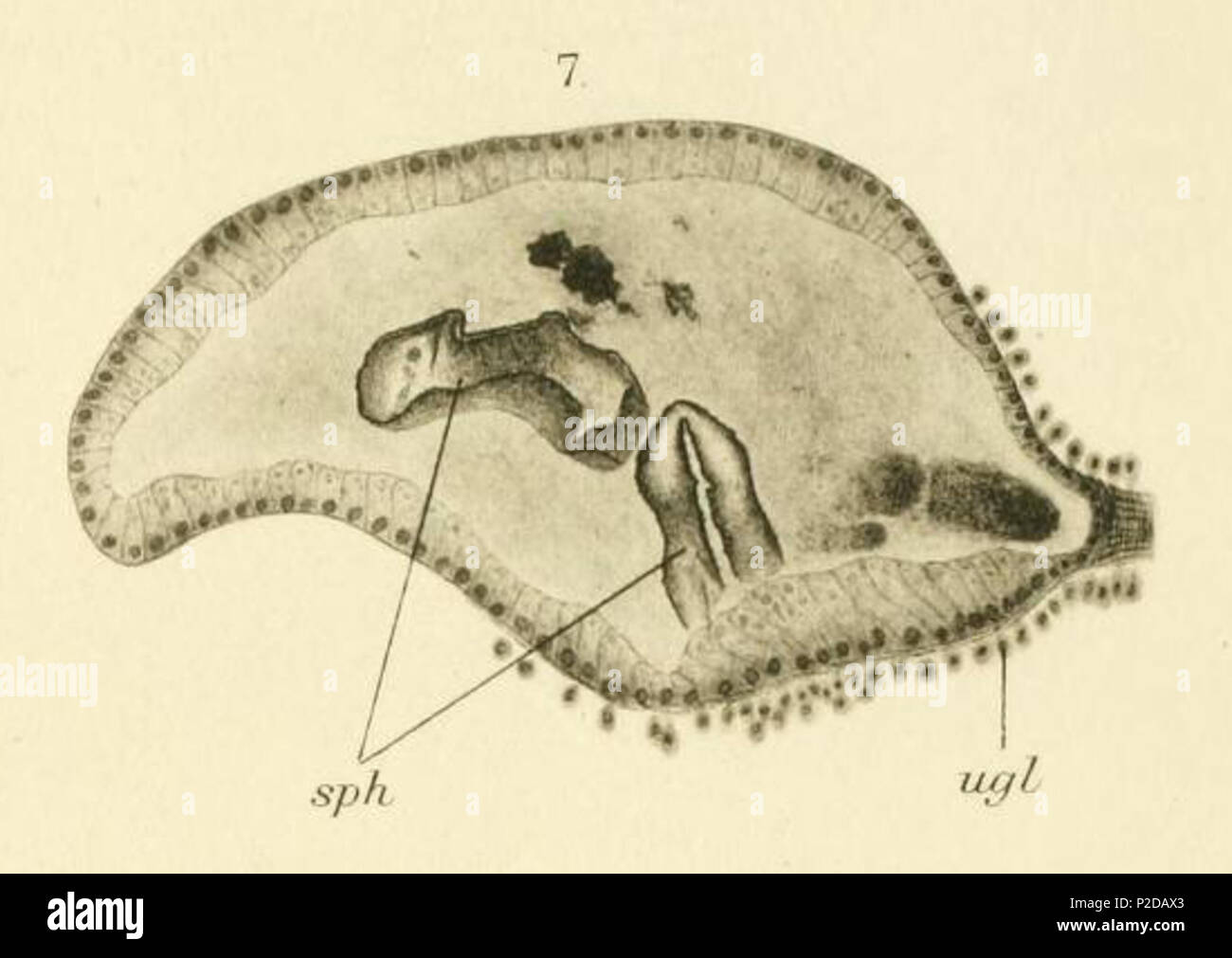 Sezione sagittale immagini e fotografie stock ad alta risoluzione - Alamy