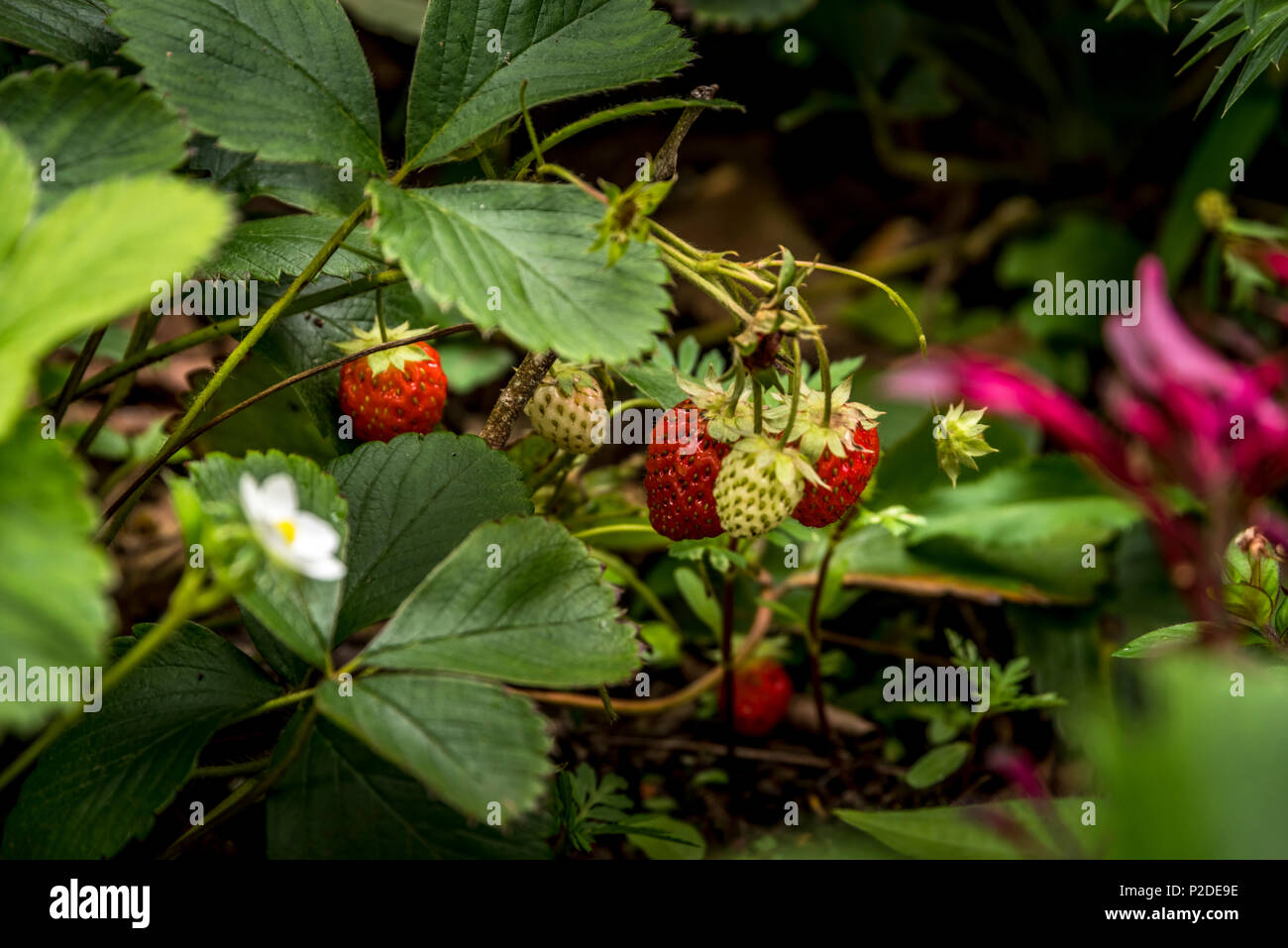 Pianta di fragole in giardino immagini e fotografie stock ad alta ...