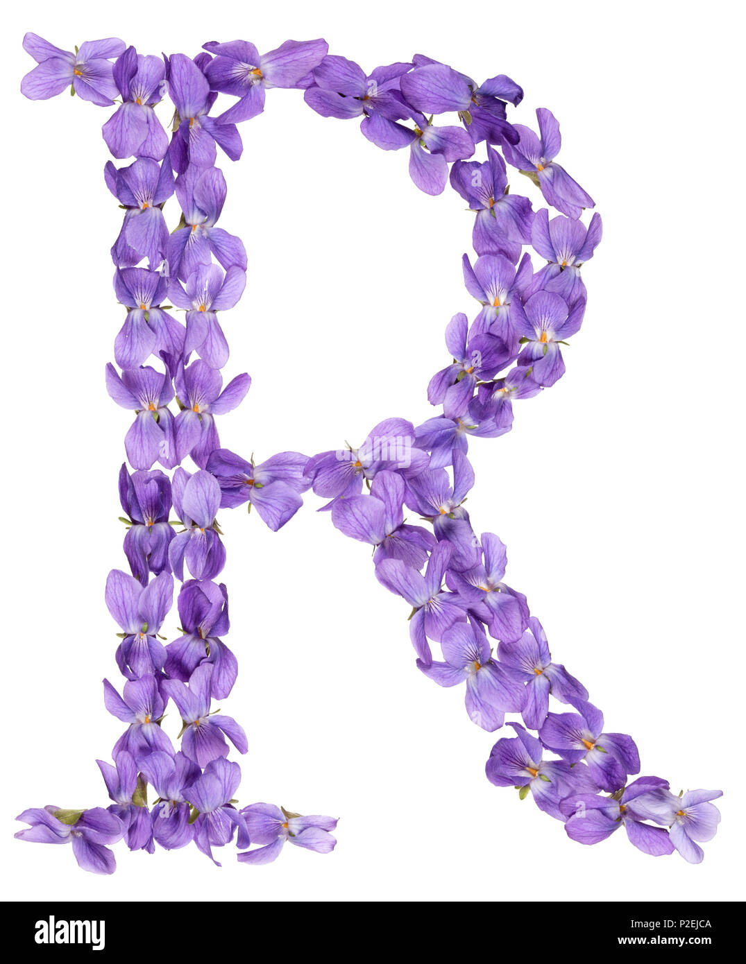 Lettera R da alfabeto da fiori di violetta, isolati su sfondo bianco ...