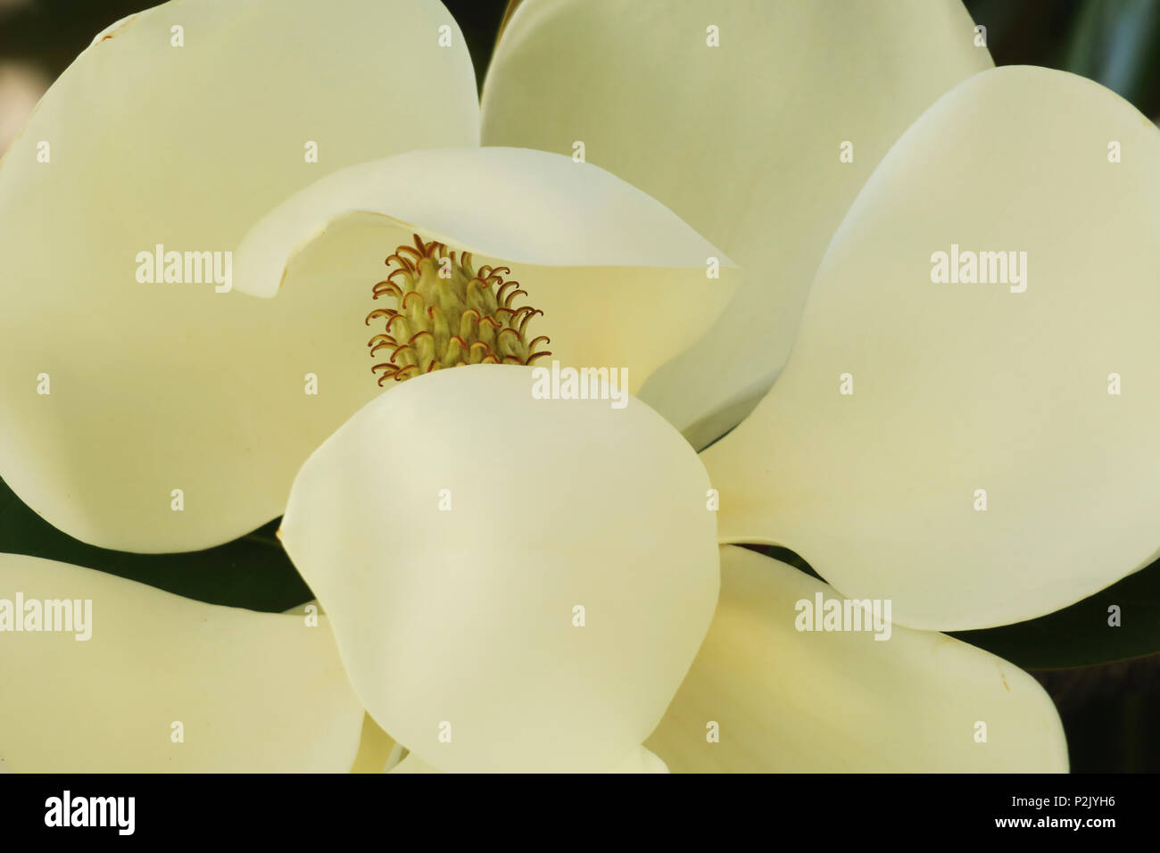 Albero di magnolia grandiflora immagini e fotografie stock ad alta ...