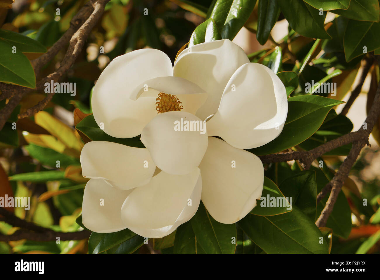 Albero di magnolia grandiflora immagini e fotografie stock ad alta ...
