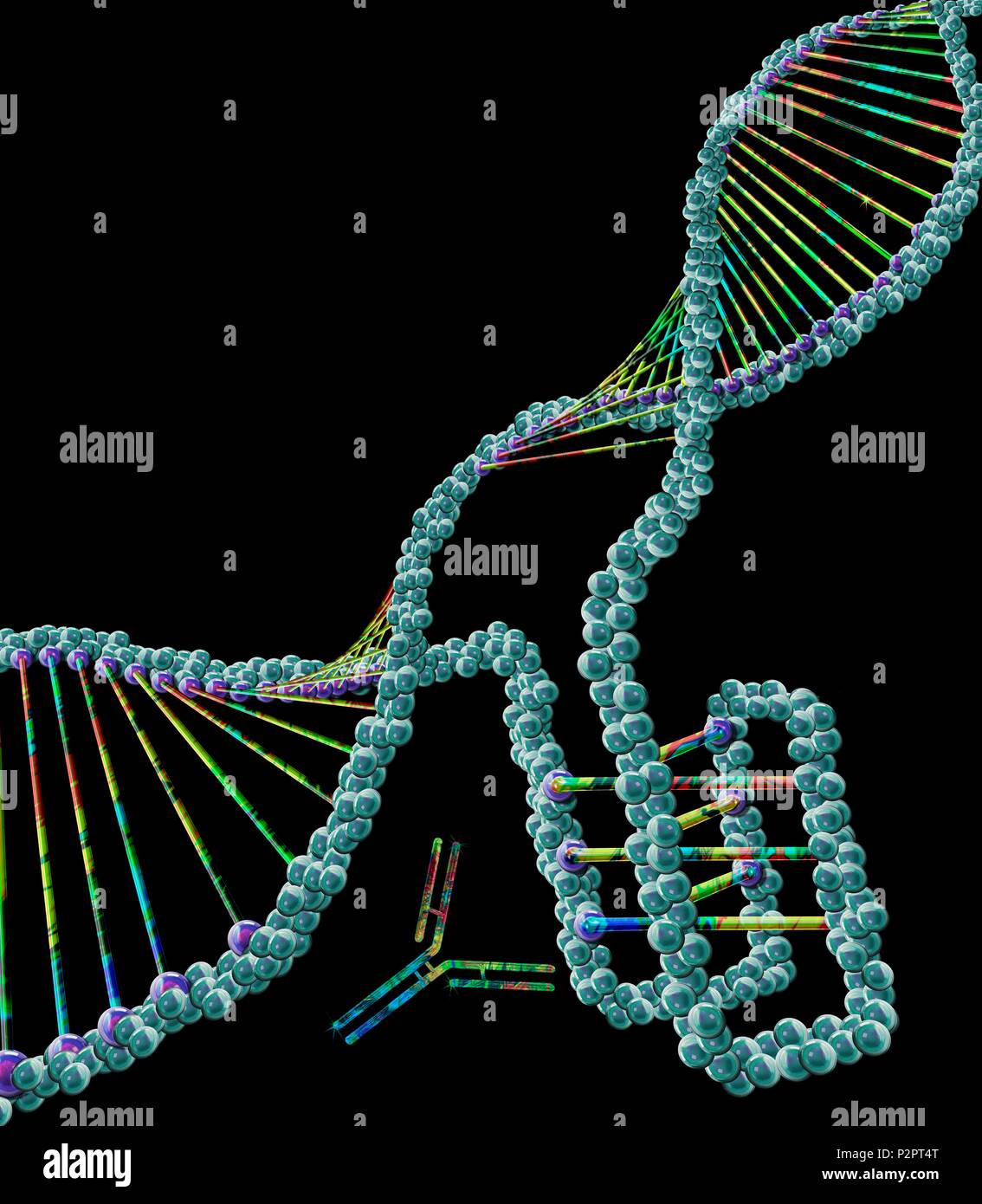Cellule intercalate immagini e fotografie stock ad alta risoluzione - Alamy