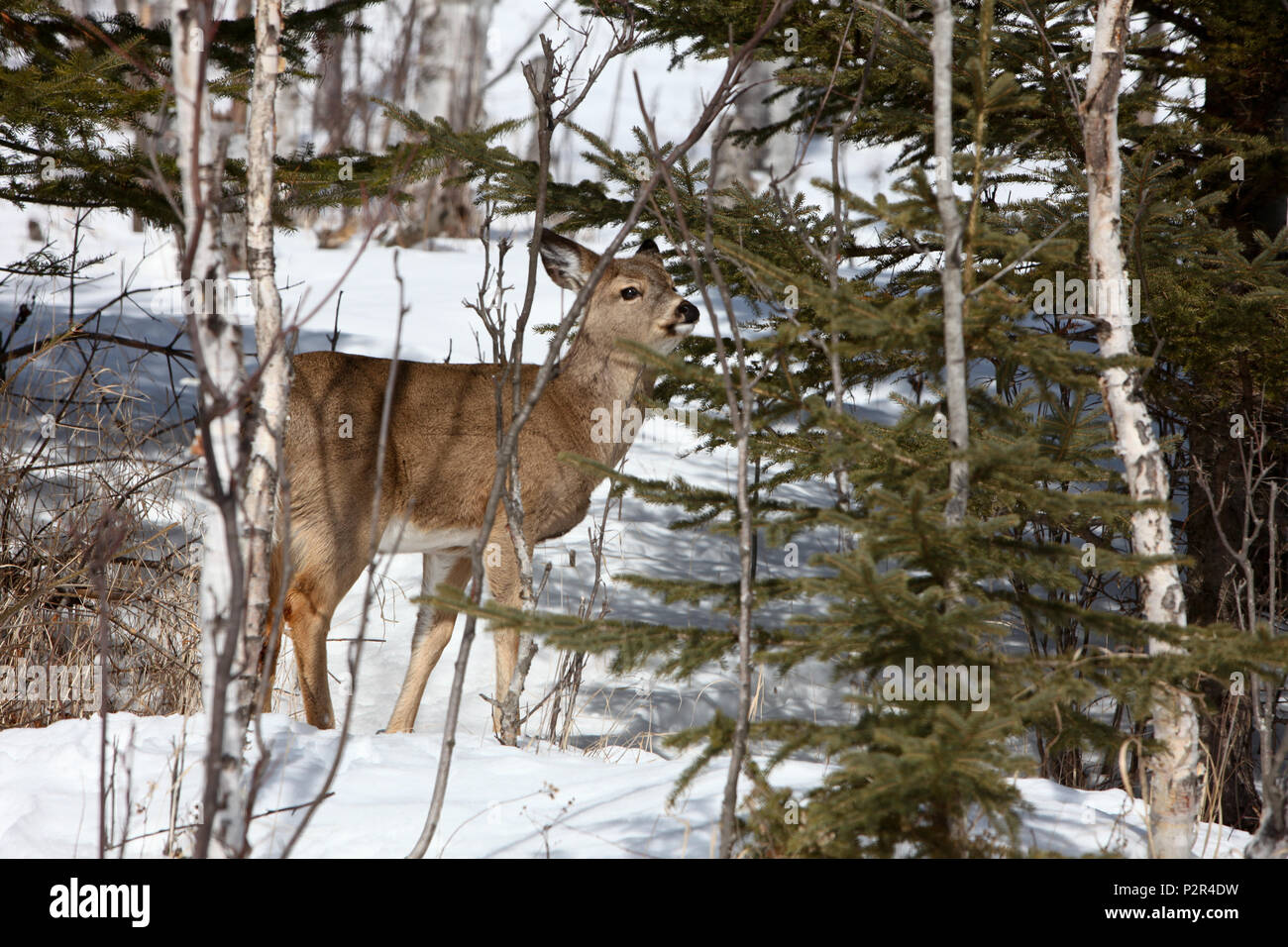 Cervo e cervo immagini e fotografie stock ad alta risoluzione - Alamy