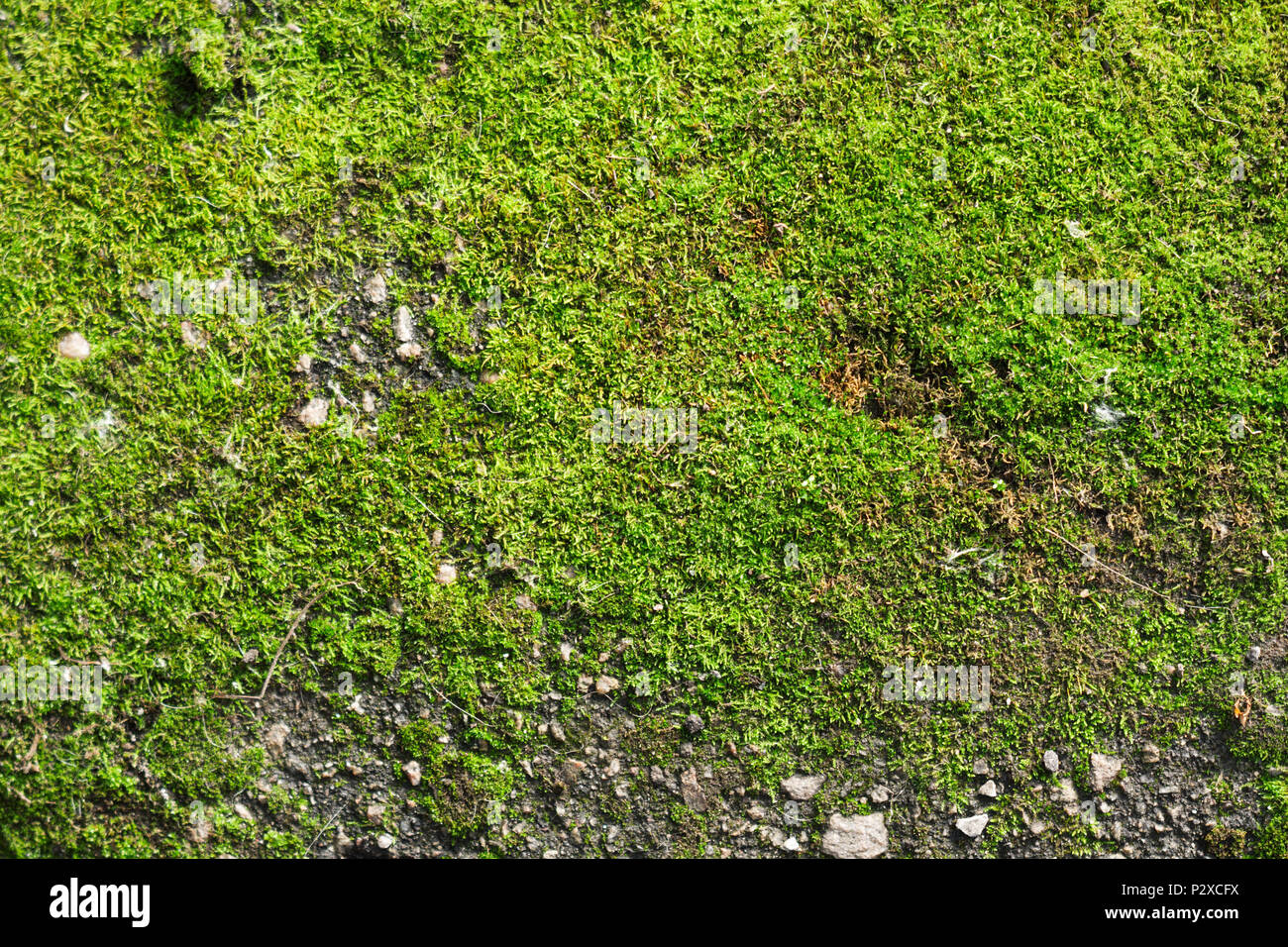 Vista a macroistruzione di struttura del muschio immagini e fotografie ...