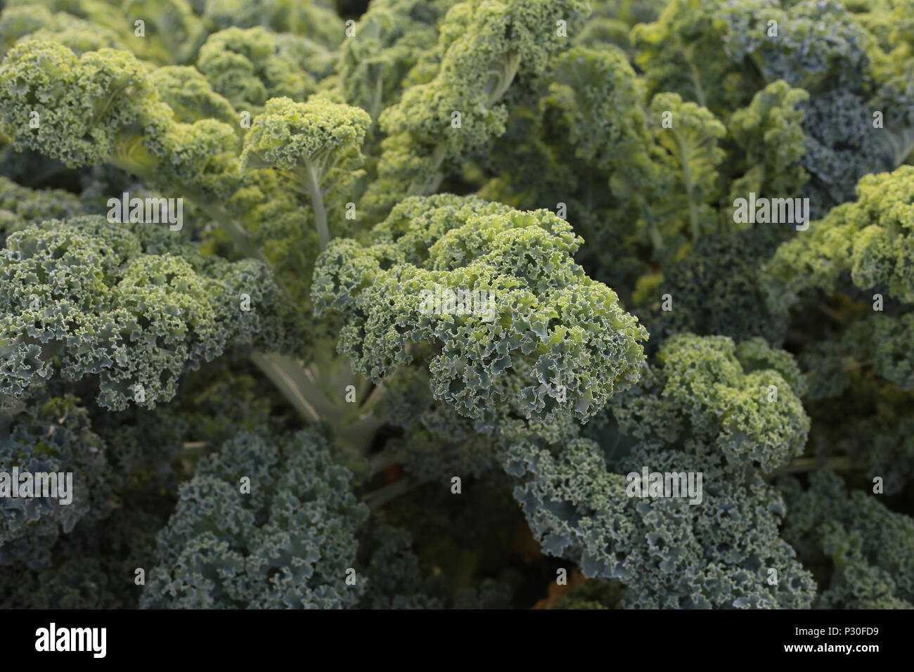 Stretta di pianta di cavolo verde immagini e fotografie stock ad alta ...