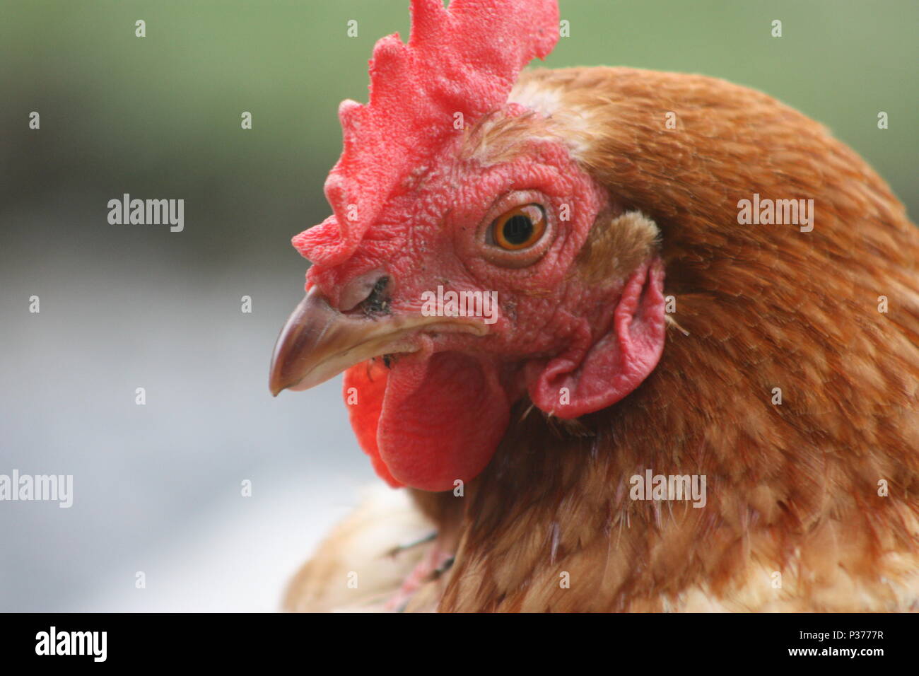 Polli a strati di uova immagini e fotografie stock ad alta risoluzione ...