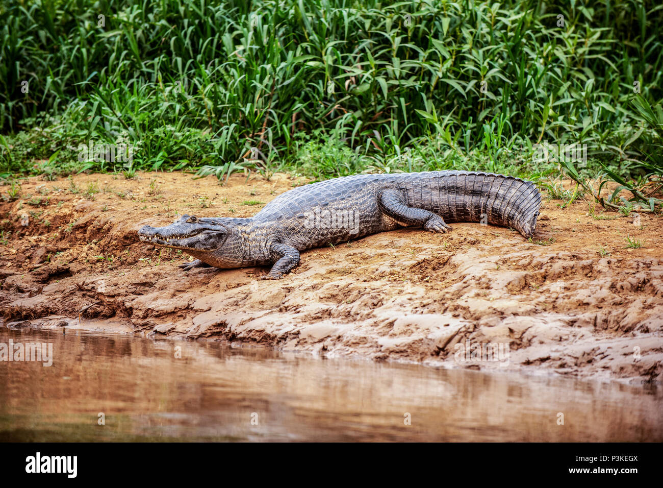 Jacare caiman immagini e fotografie stock ad alta risoluzione - Alamy