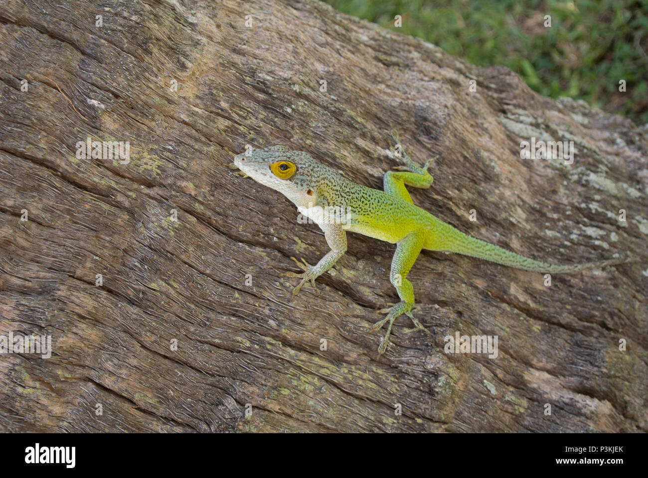 Fauna selvatica delle bermuda immagini e fotografie stock ad alta ...