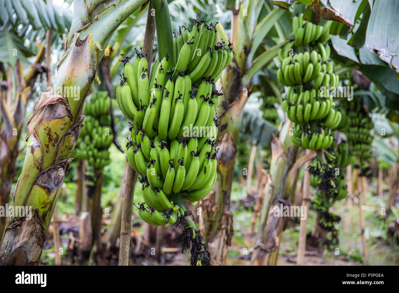 Alberi di banane con frutti immagini e fotografie stock ad alta ...