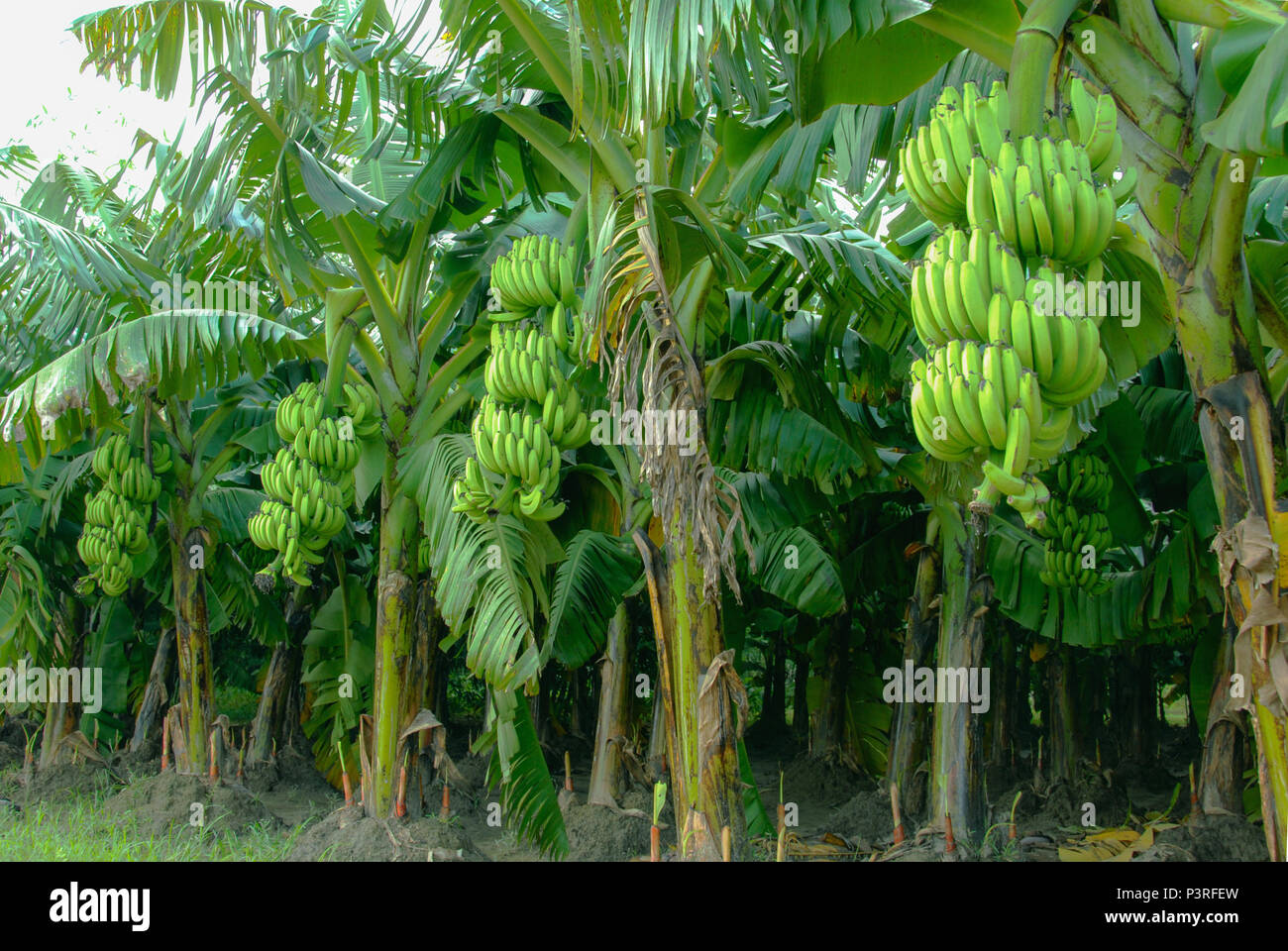 Banana gonfia immagini e fotografie stock ad alta risoluzione - Alamy