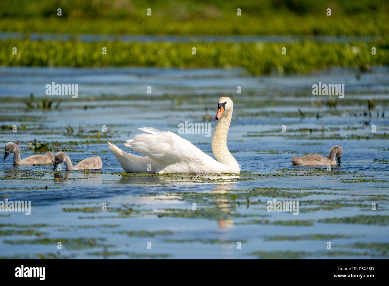 Sagoma di cigno muto immagini e fotografie stock ad alta risoluzione ...