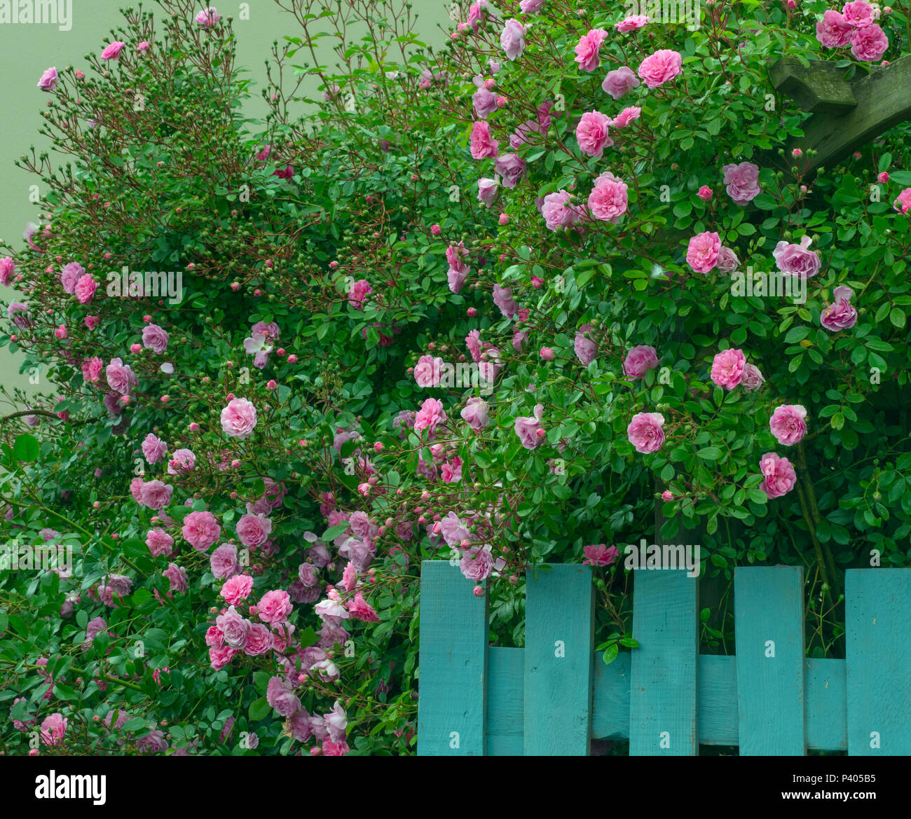 Mostra del cancello del giardino immagini e fotografie stock ad alta ...