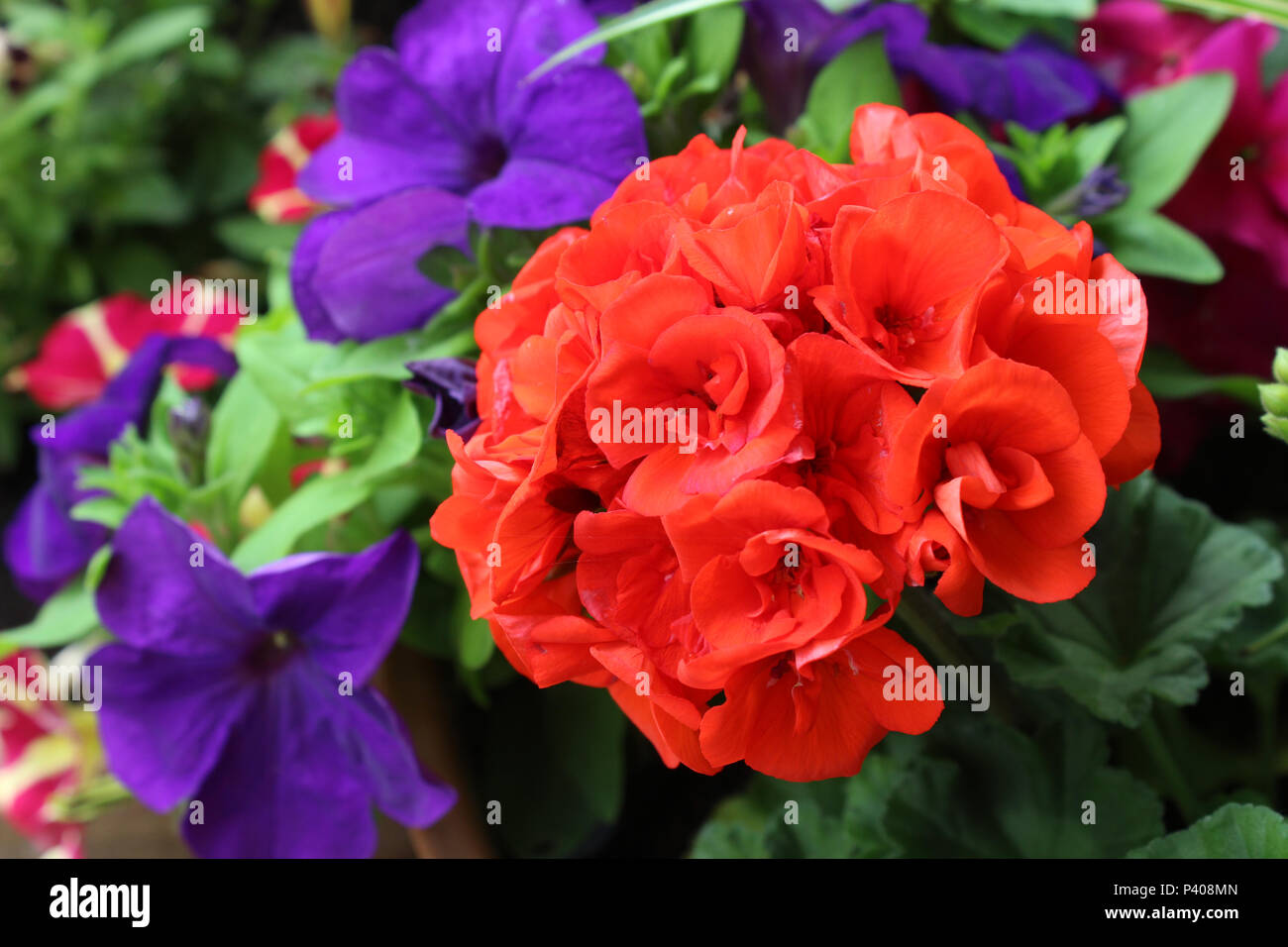 Pianta da aiuola in vaso immagini e fotografie stock ad alta ...