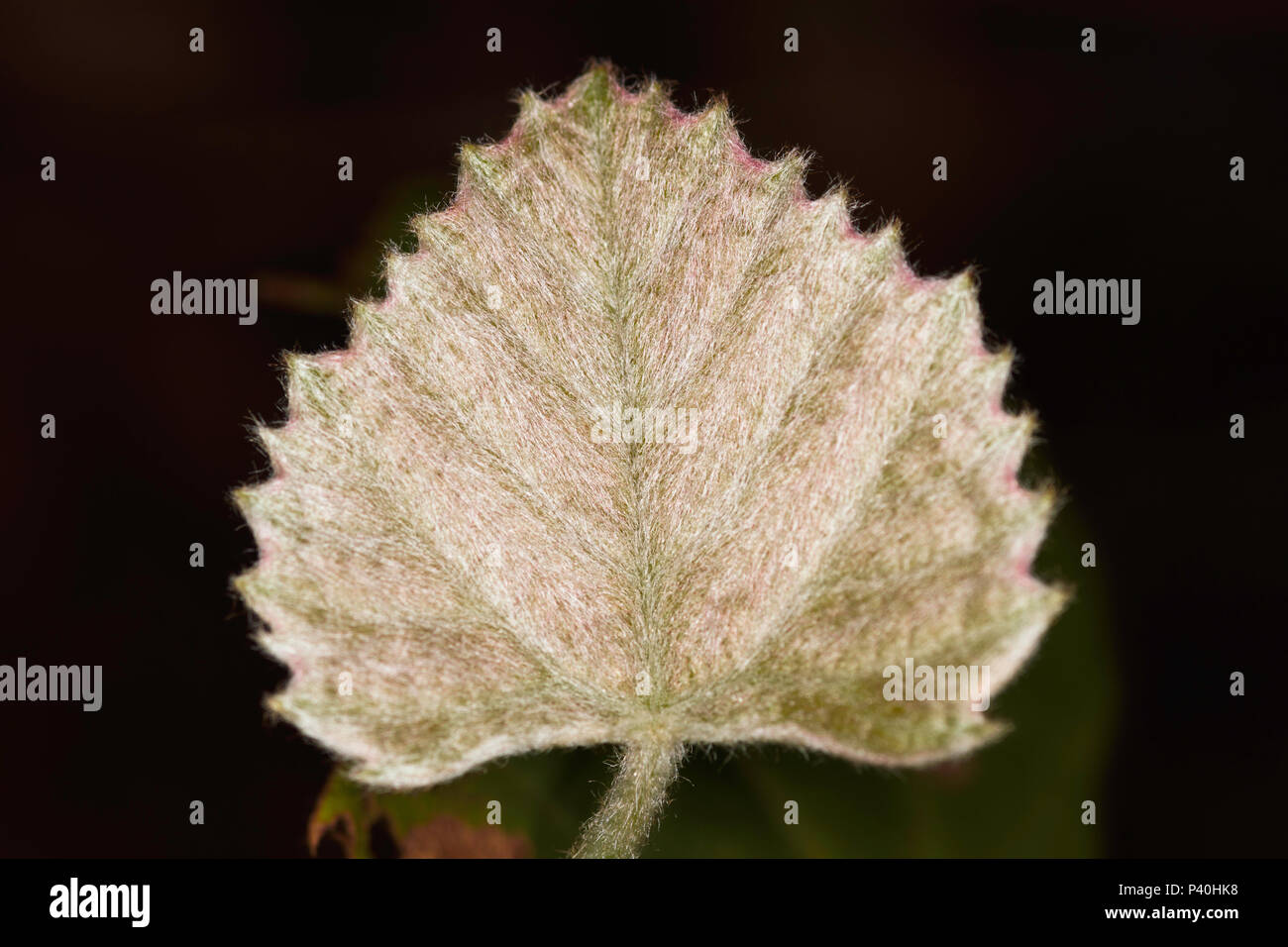 Bordo seghettato foglia immagini e fotografie stock ad alta risoluzione ...