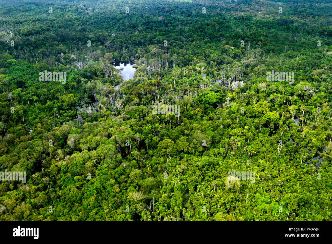 Vegetacao de floresta amazonica immagini e fotografie stock ad alta ...