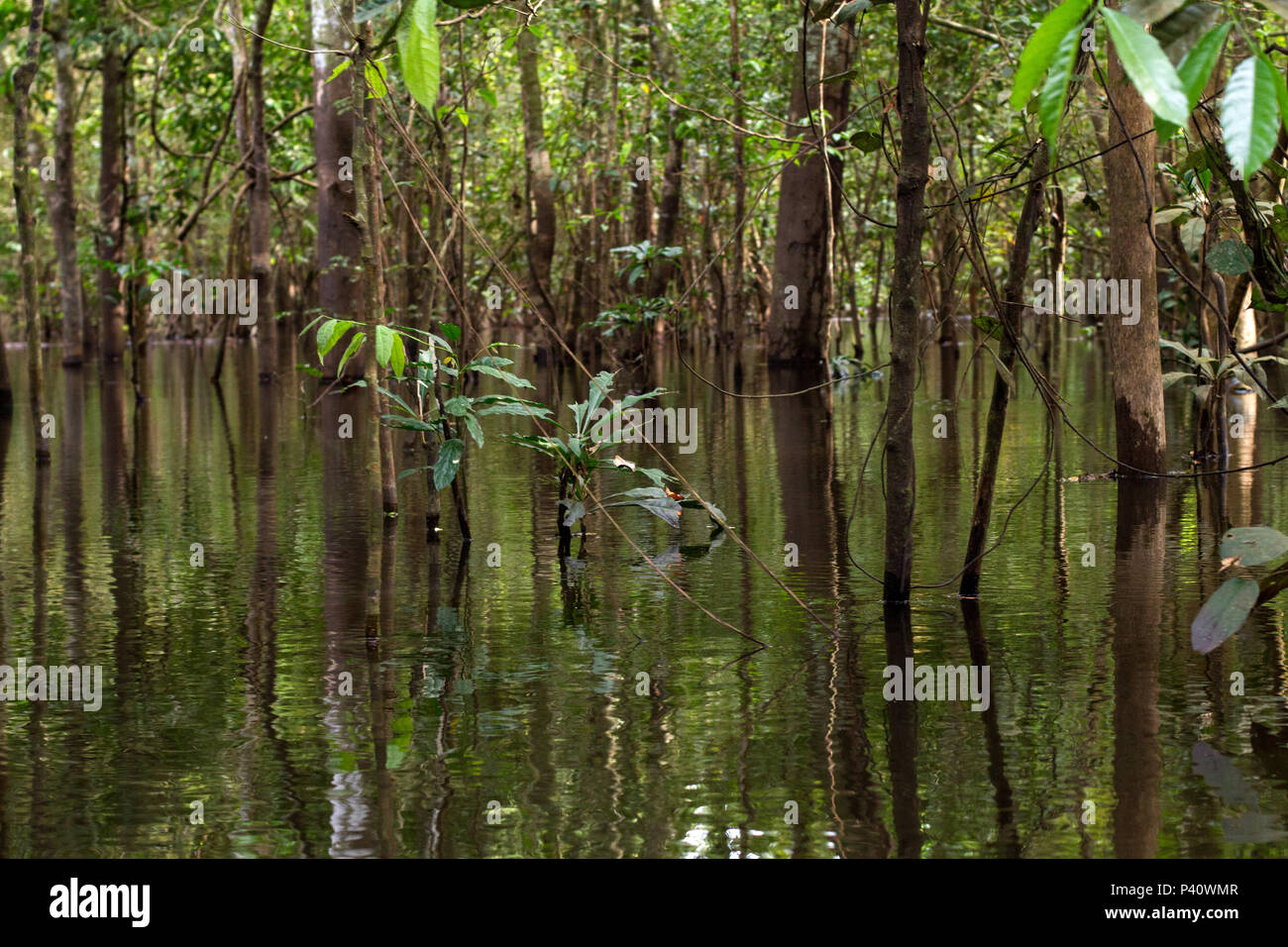 Uarini - AM Floresta Floresta Amazônica Floresta Alagada Canal do Rio ...