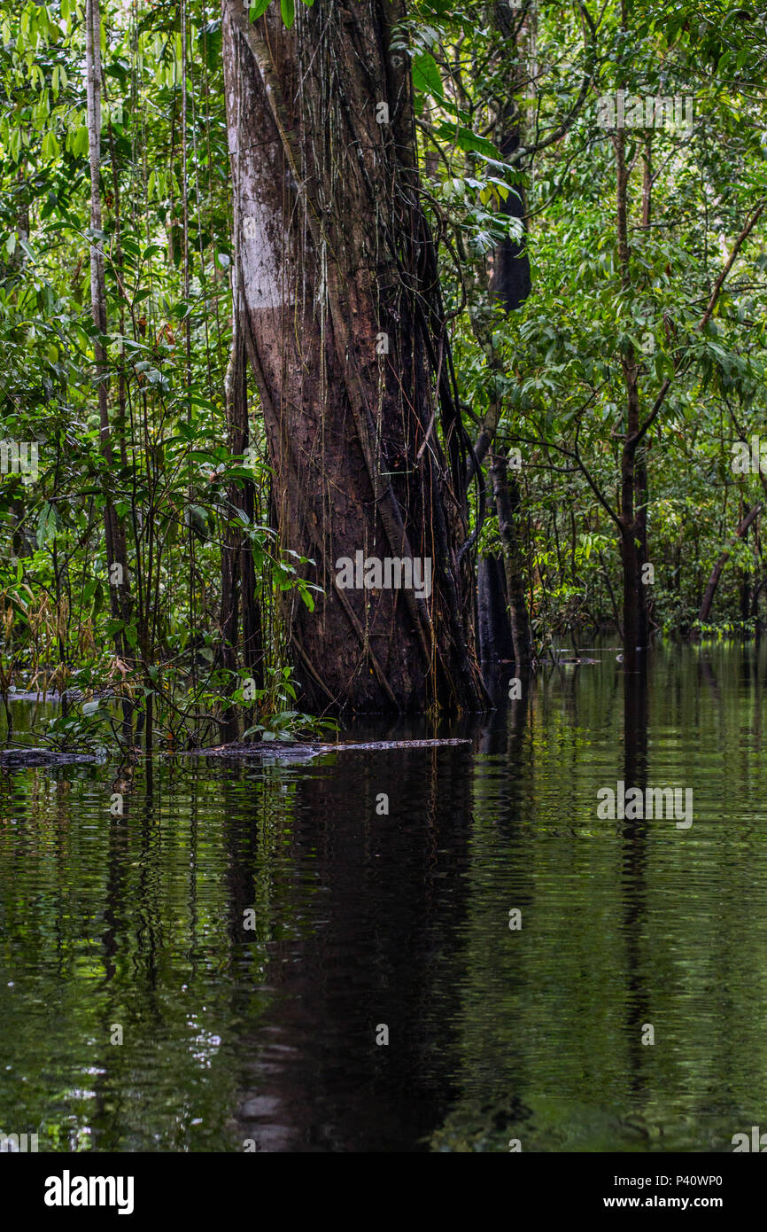 Uarini AM Floresta Floresta Amazônica Floresta Alagada Canal do Rio ...