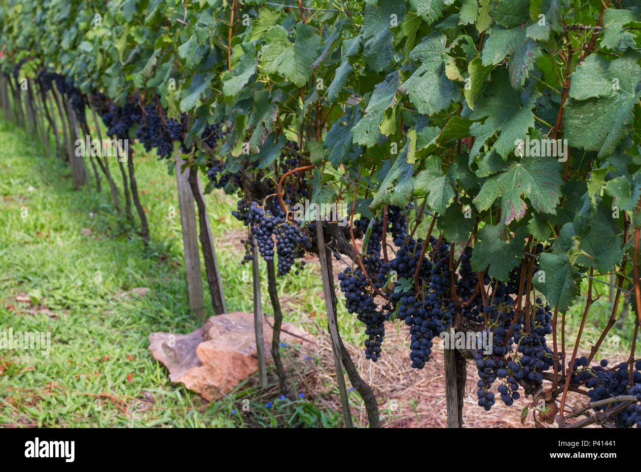 Plantacao de uvas immagini e fotografie stock ad alta risoluzione - Alamy