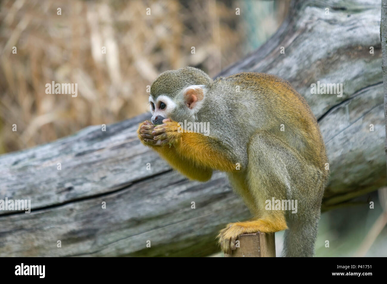 Scimmia dalla testa di morte immagini e fotografie stock ad alta ...