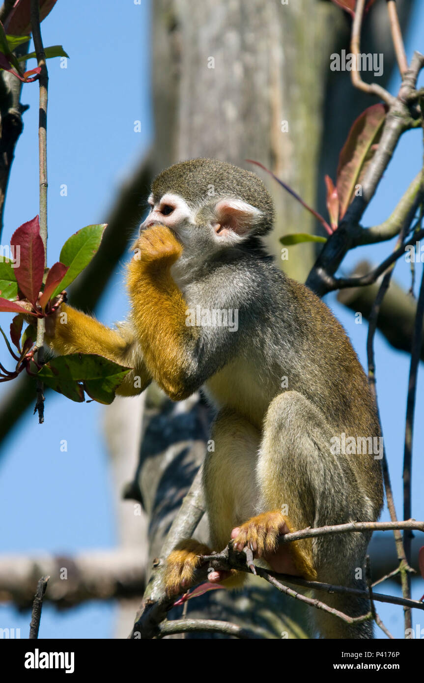 Scimmia dalla testa di morte immagini e fotografie stock ad alta ...