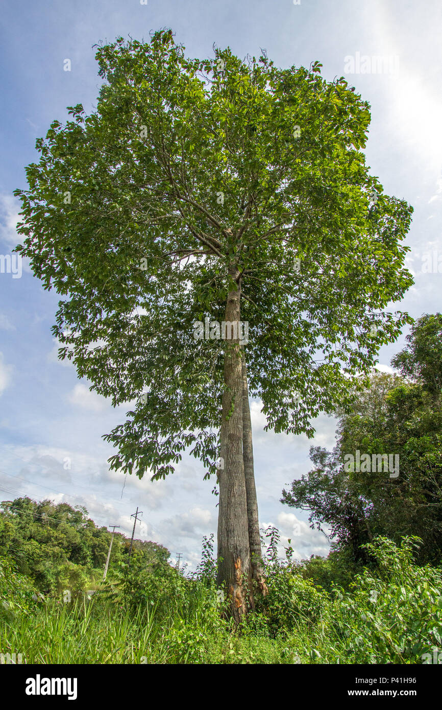 Manacapuru - AM Castanheira Bertholletia excelsa árvore castanheira ...