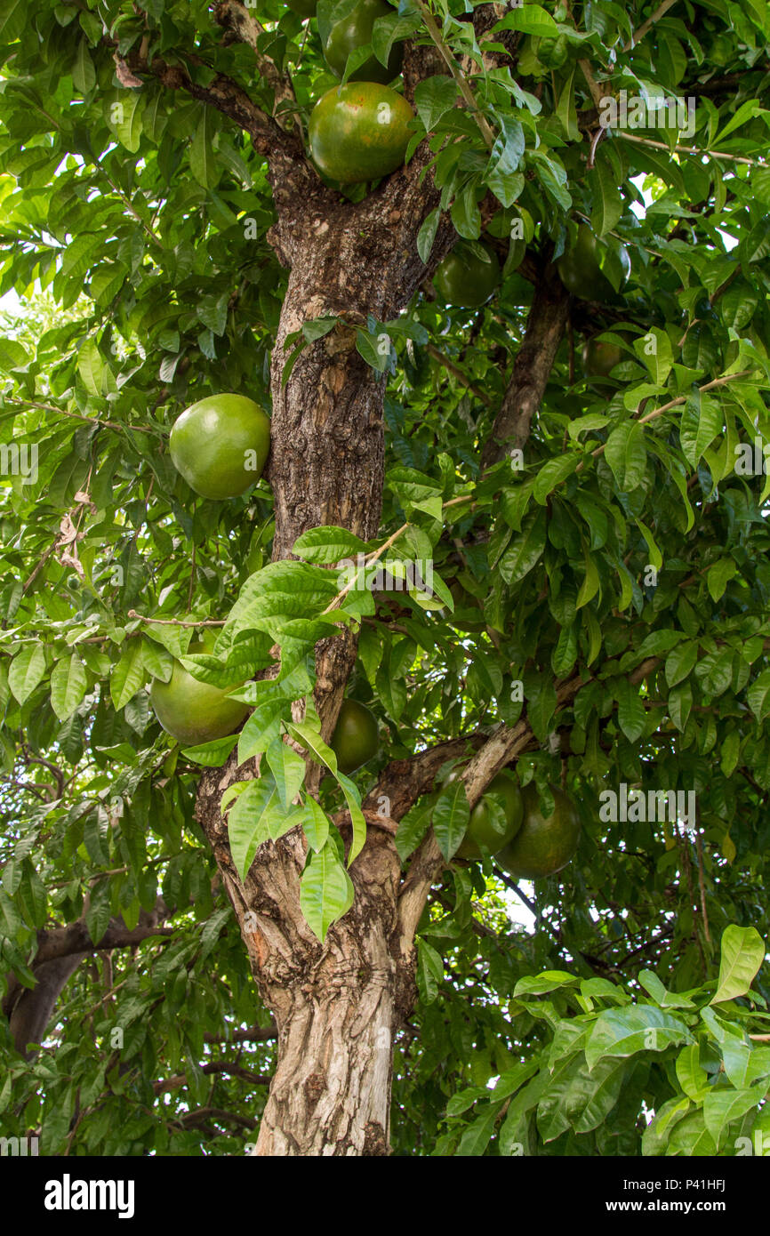 Penedo AL Coité Cuité Cabaça Folhas da árvore Coité Cuieira Cuia de ...