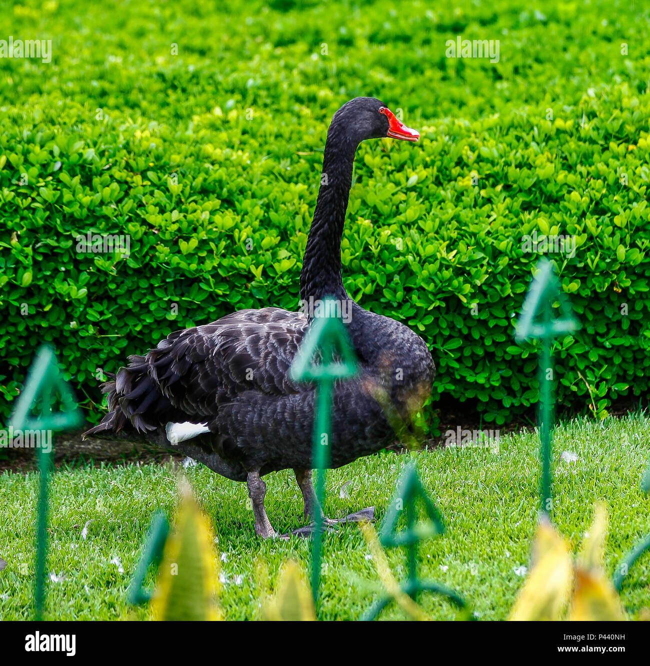 Maior escultor vivo do Brasil, o pernambucano Francisco Brennand tem ...