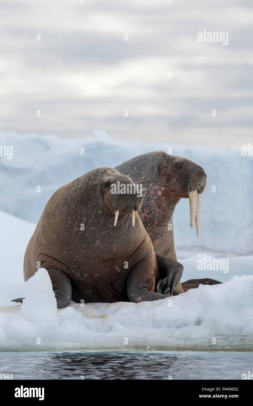 Calotta Polare Immagini e Fotos Stock - Alamy