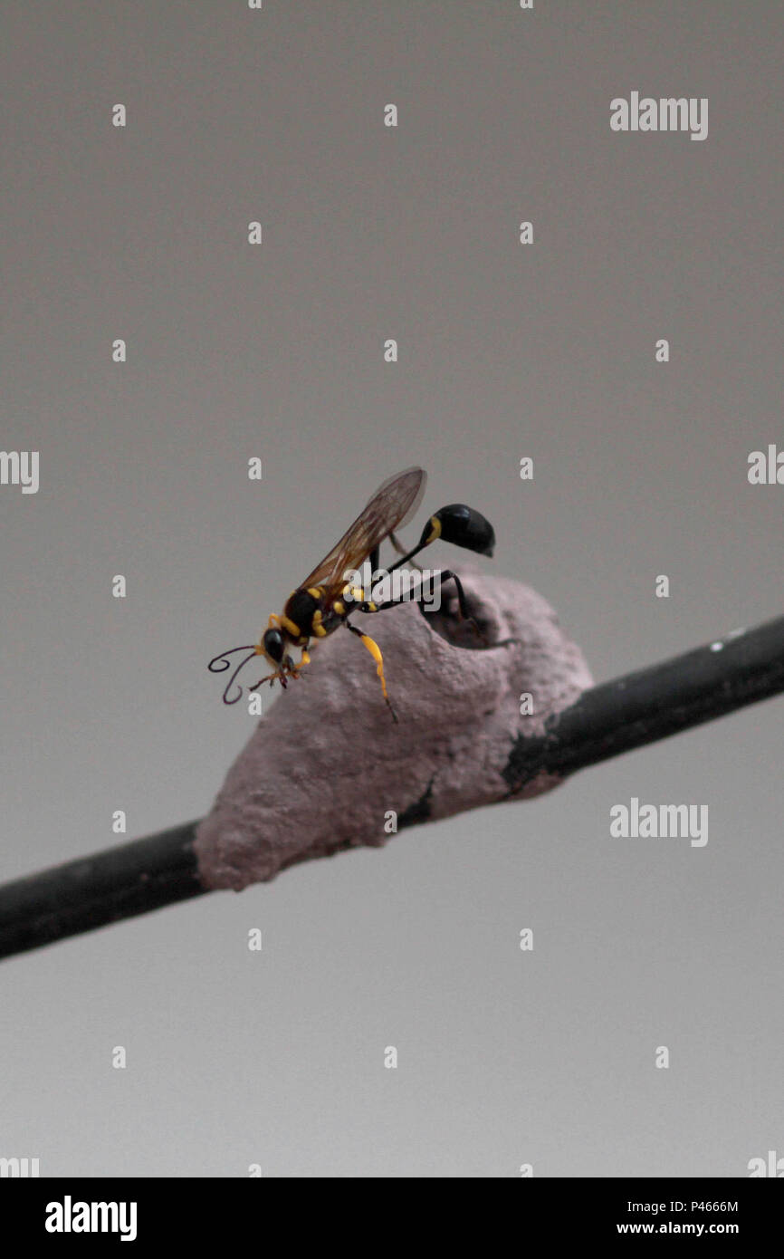 Belém, Pará, Brasil - 15/07/2014. Marimbondo, inseto himenóptero da ...