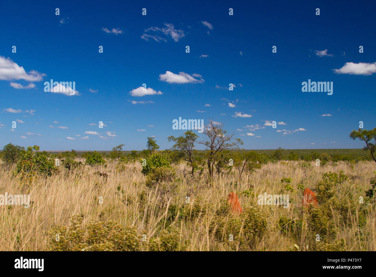 Paisagem do cerrado immagini e fotografie stock ad alta risoluzione - Alamy