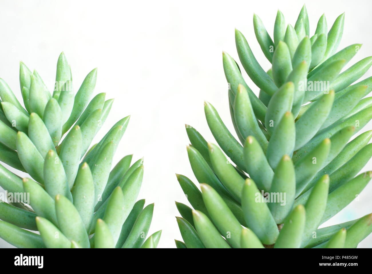 Roccia rosa immagini e fotografie stock ad alta risoluzione - Alamy