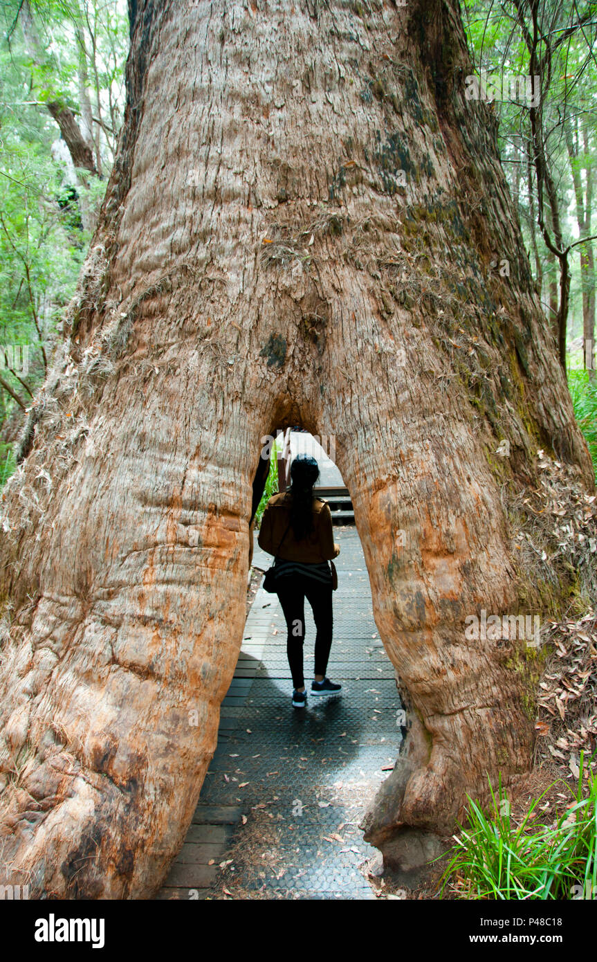 Albero di formicolio in australia immagini e fotografie stock ad alta ...