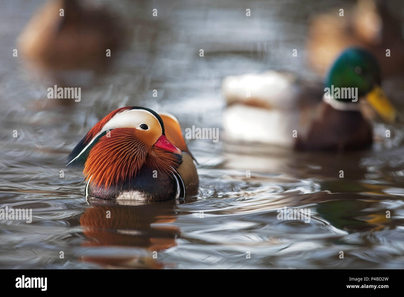 Anatre mandarine cinesi immagini e fotografie stock ad alta risoluzione ...