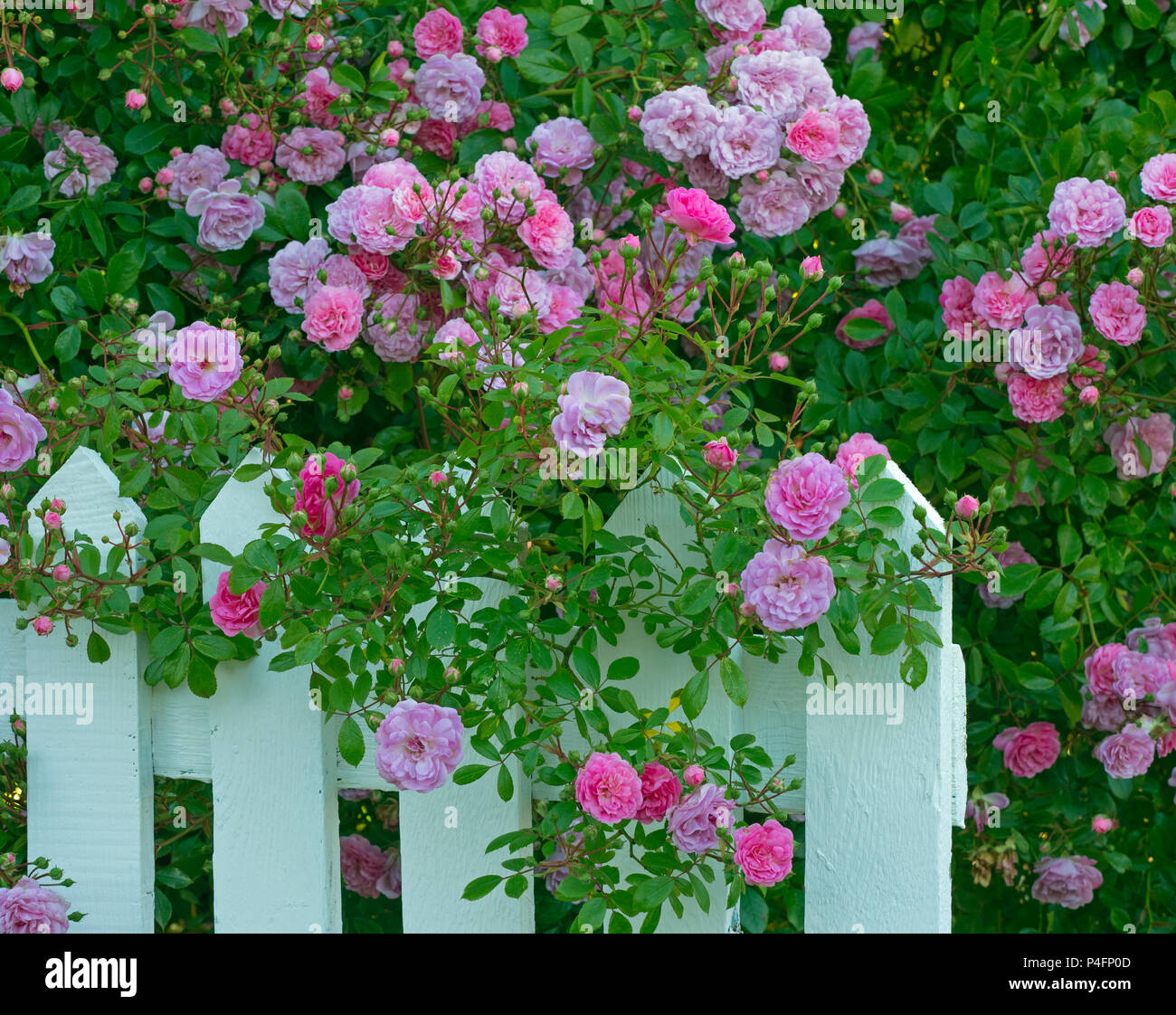 Rose inglesi da giardino immagini e fotografie stock ad alta ...